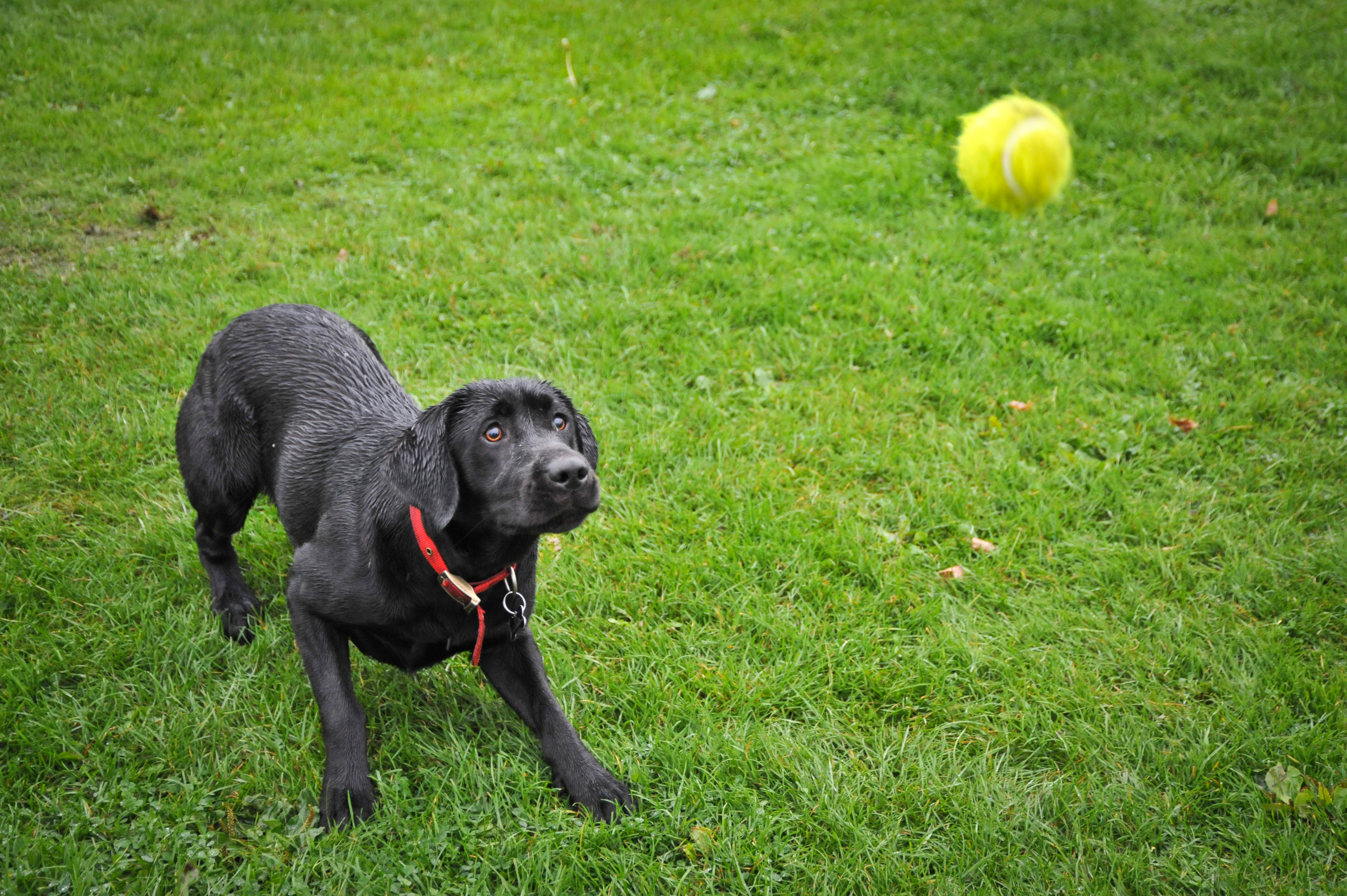 1c Introduction Posing labrador ball | British Association of ...