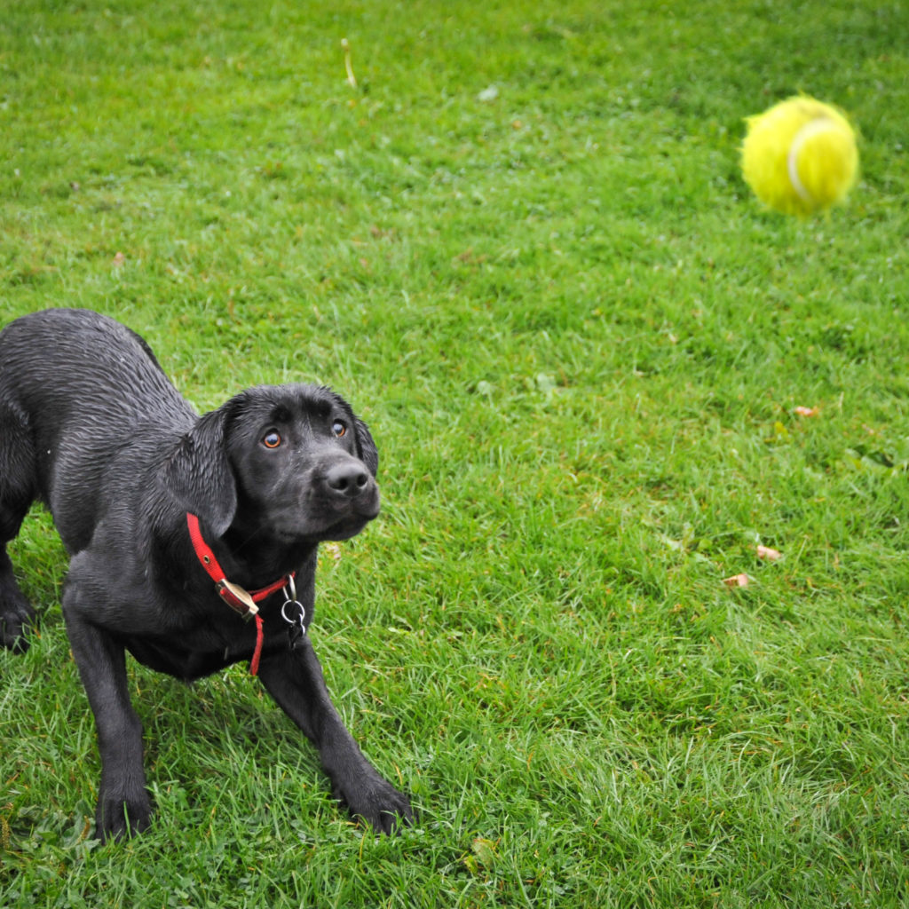 1c Introduction Posing labrador ball | British Association of ...