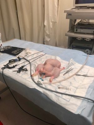 A Day of Surgical Simulation at the Chelsea & Westminster | British ...
